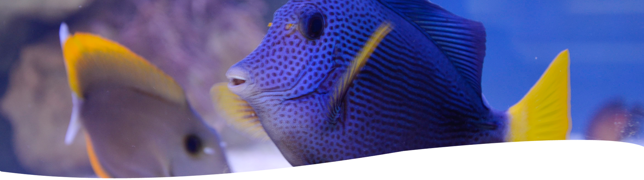 Hier geht es zum neuen Shop der Fa. Diamantaquarien